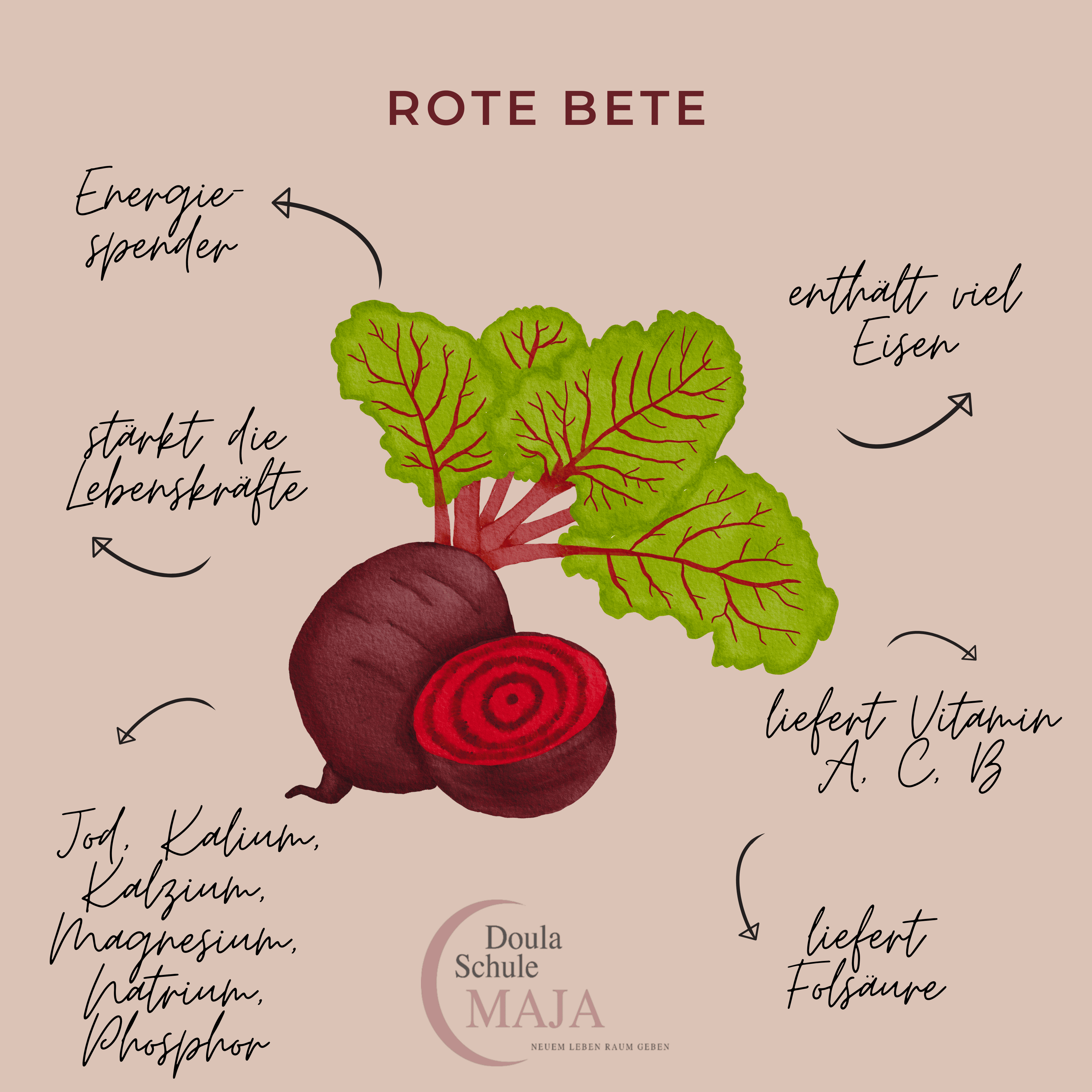 Rote Bete - die Zauberwurzel - Doulaschule Maja